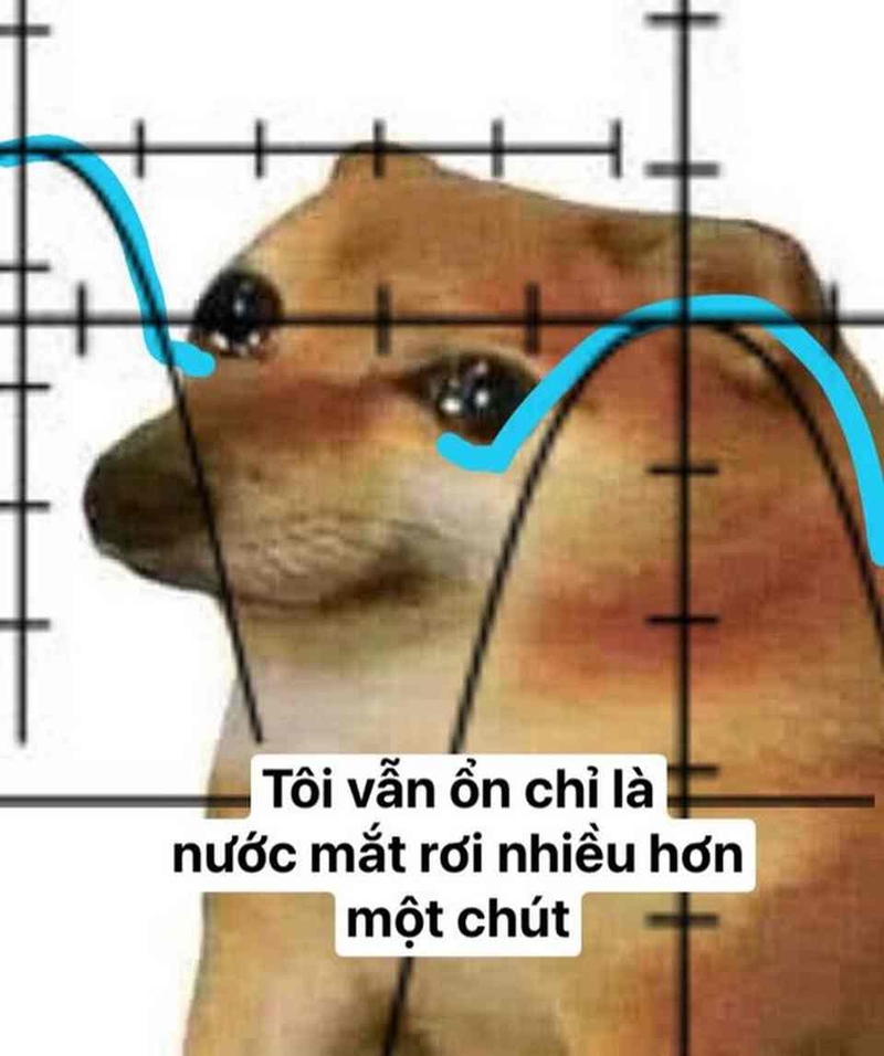 Bộ sưu tập meme chó đủ mọi thể loại siêu hài hước chắc chắn sẽ khiến ...
