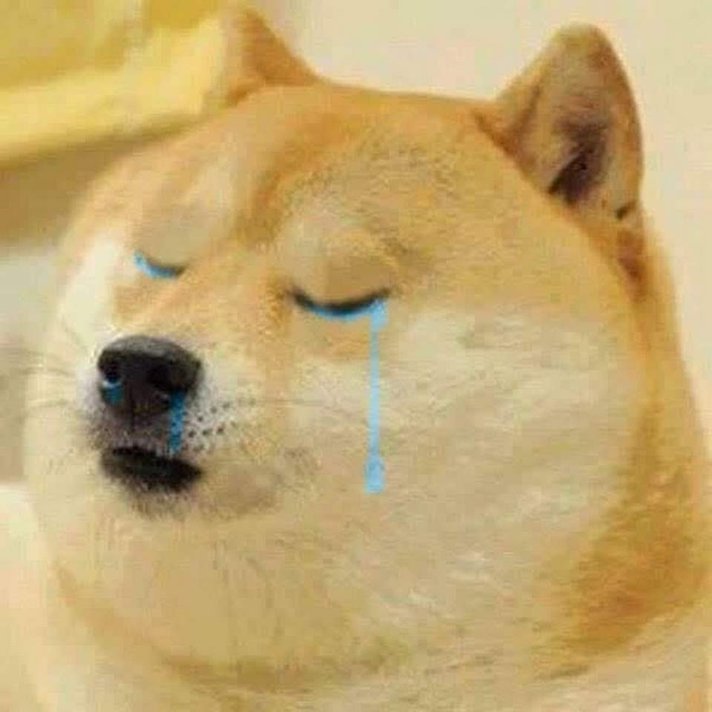 Bộ sưu tập meme chó đủ mọi thể loại siêu hài hước chắc chắn sẽ khiến ...