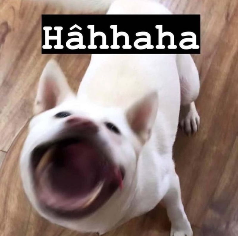 Tuyển tập 50+ ảnh meme chó cười xả stress cho người xem