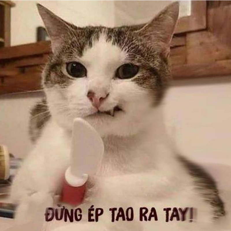 Bộ sưu tập meme chửi gây cười nhất mọi thời đại mà bạn không nên bỏ qua