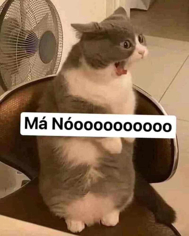 Bộ sưu tập meme chửi gây cười nhất mọi thời đại mà bạn không nên bỏ qua