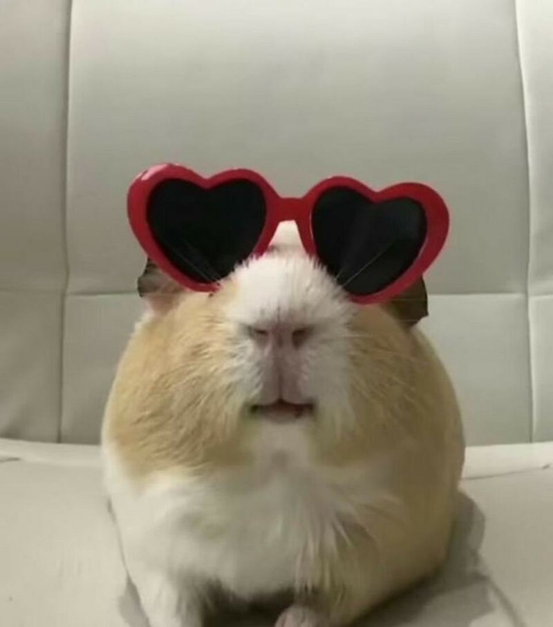 Phì cười với hàng loạt meme cute, ấn tượng thuộc nhiều chủ đề đang ...