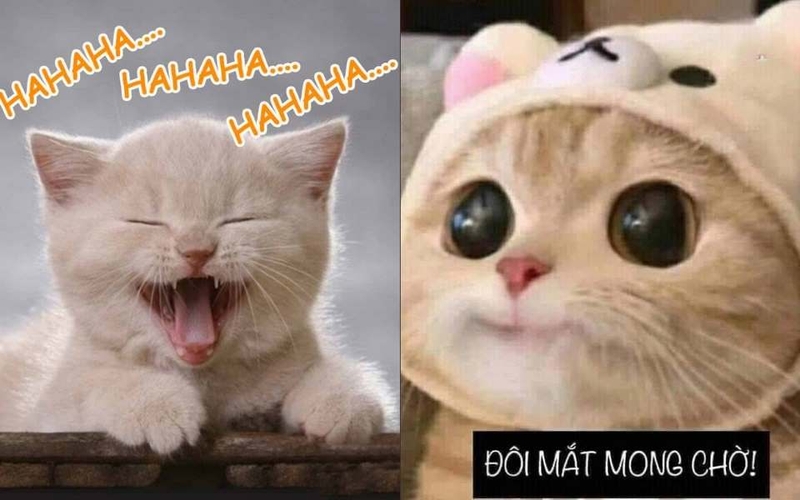 Phì cười với hàng loạt meme cute, ấn tượng thuộc nhiều chủ đề đang ...