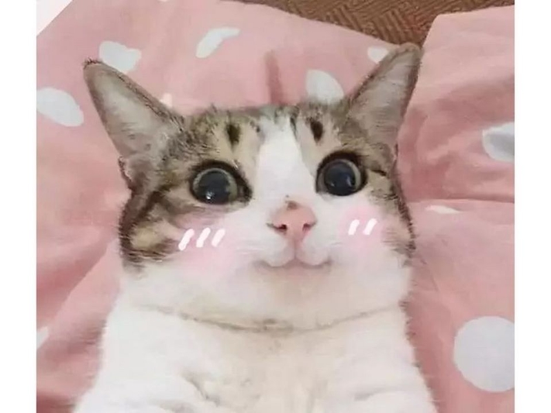 Phì cười với hàng loạt meme cute, ấn tượng thuộc nhiều chủ đề đang ...