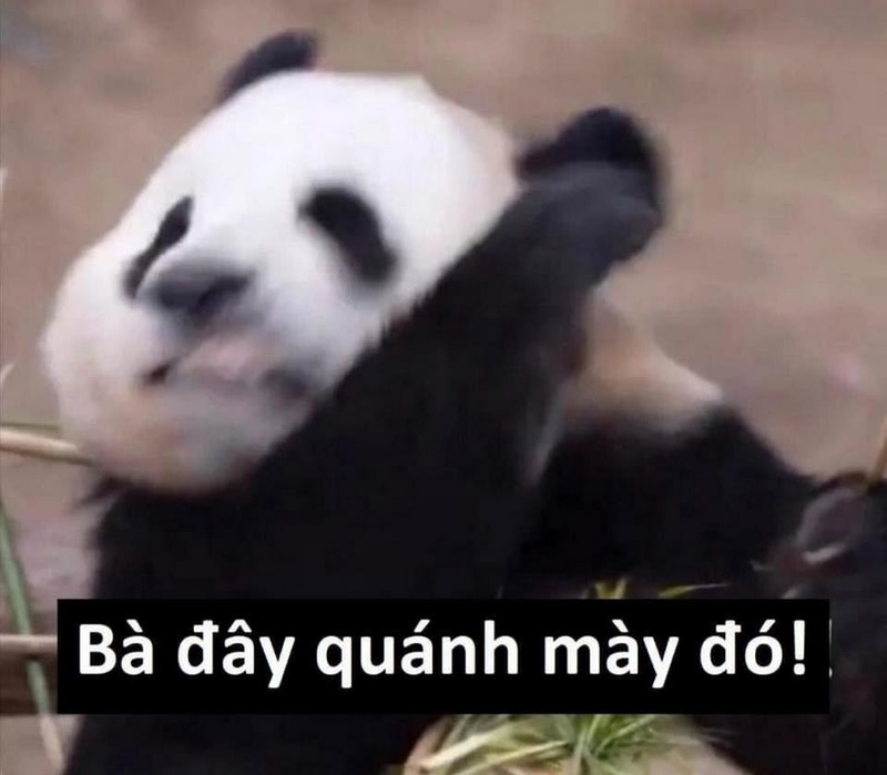 Cười xỉu với hàng loạt meme hài hước, đáng yêu để bạn thỏa thích trò ...