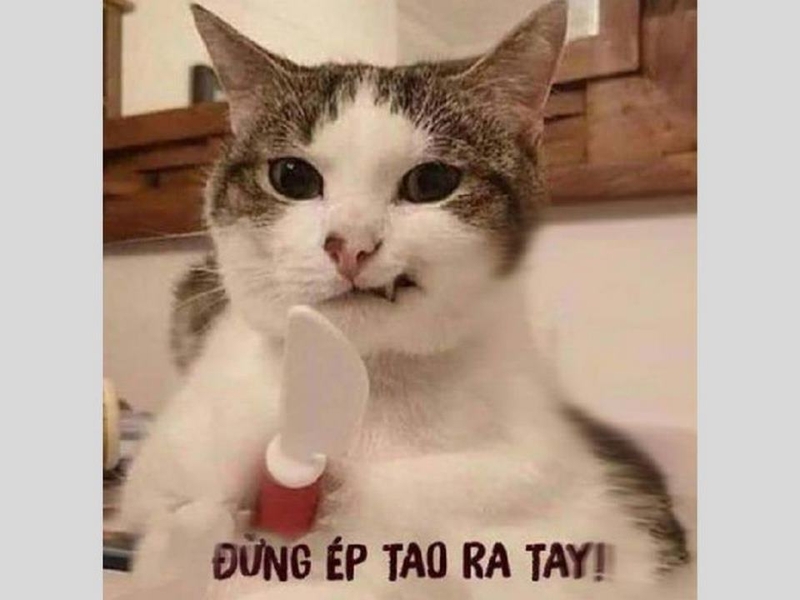 Cười xỉu với hàng loạt meme hài hước, đáng yêu để bạn thỏa thích trò ...