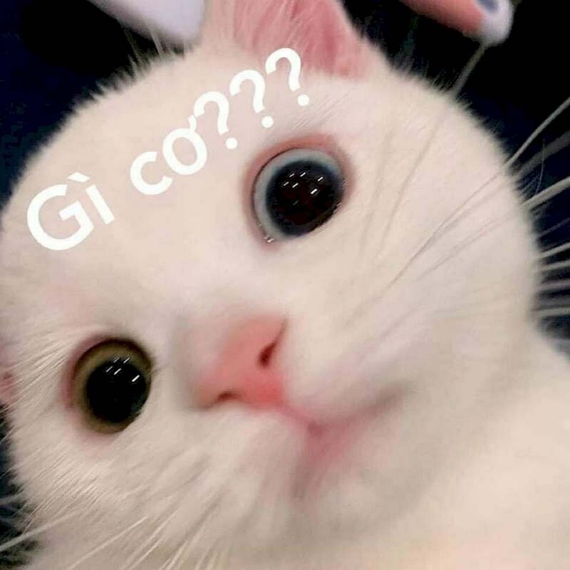 Cười xỉu với hàng loạt meme hài hước, đáng yêu để bạn thỏa thích trò ...