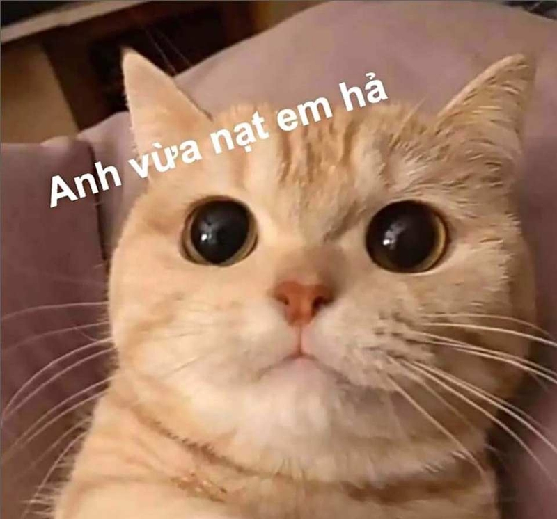 Cười xỉu với hàng loạt meme hài hước, đáng yêu để bạn thỏa thích trò ...