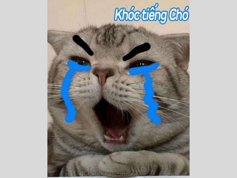 Cười xỉu với hàng loạt meme hài hước, đáng yêu để bạn thỏa thích trò ...