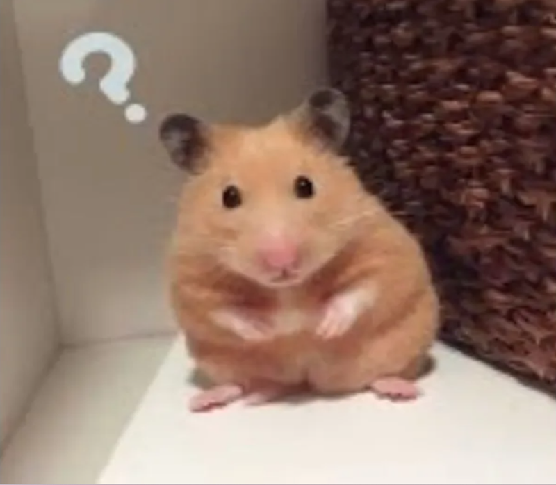 Tải ngay những tấm ảnh meme hamster cực dễ thương