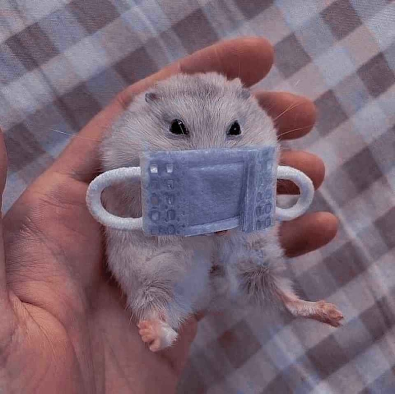 Tải ngay những tấm ảnh meme hamster cực dễ thương