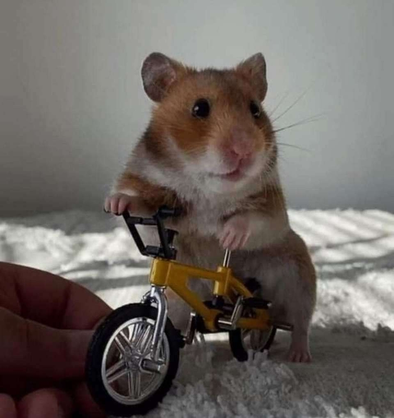 Tải ngay những tấm ảnh meme hamster cực dễ thương