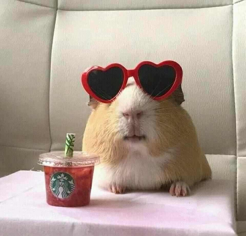 Tải ngay những tấm ảnh meme hamster cực dễ thương