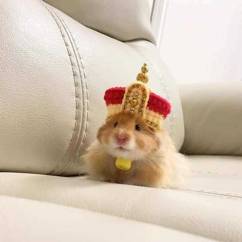 Tải ngay những tấm ảnh meme hamster cực dễ thương