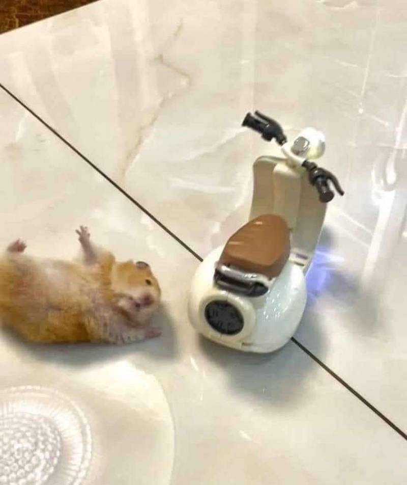 Tải ngay những tấm ảnh meme hamster cực dễ thương