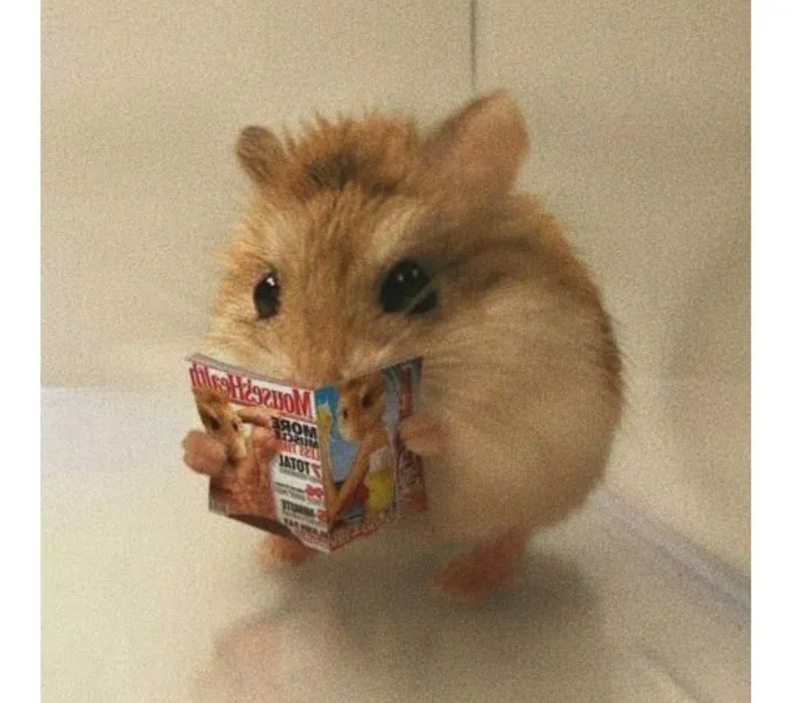 Tải ngay những tấm ảnh meme hamster cực dễ thương