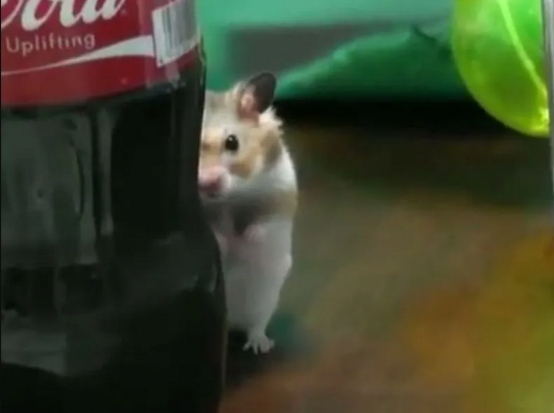 Tải ngay những tấm ảnh meme hamster cực dễ thương