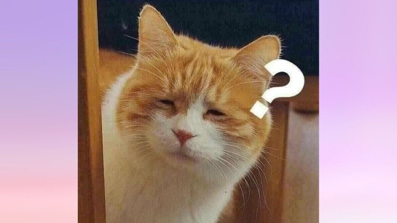 Khám phá những meme khó hiểu cực hài hước, thú vị, bá đạo nhất