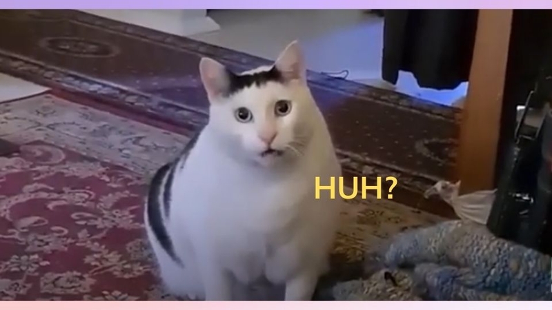 Khám phá những meme khó hiểu cực hài hước, thú vị, bá đạo nhất