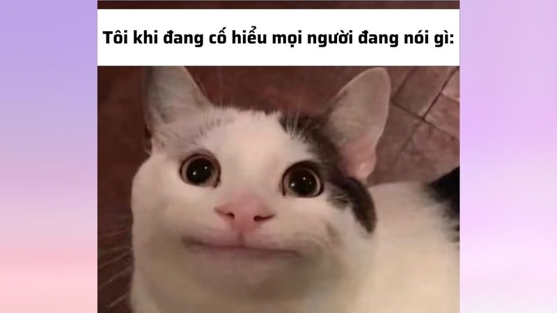Khám phá những meme khó hiểu cực hài hước, thú vị, bá đạo nhất