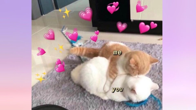 Khám phá các meme ôm hot nhất hiện nay được giới trẻ yêu thích