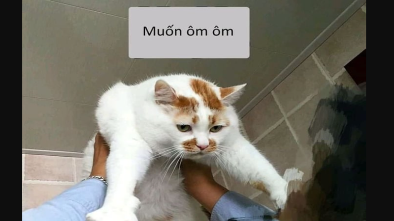 Khám phá các meme ôm hot nhất hiện nay được giới trẻ yêu thích