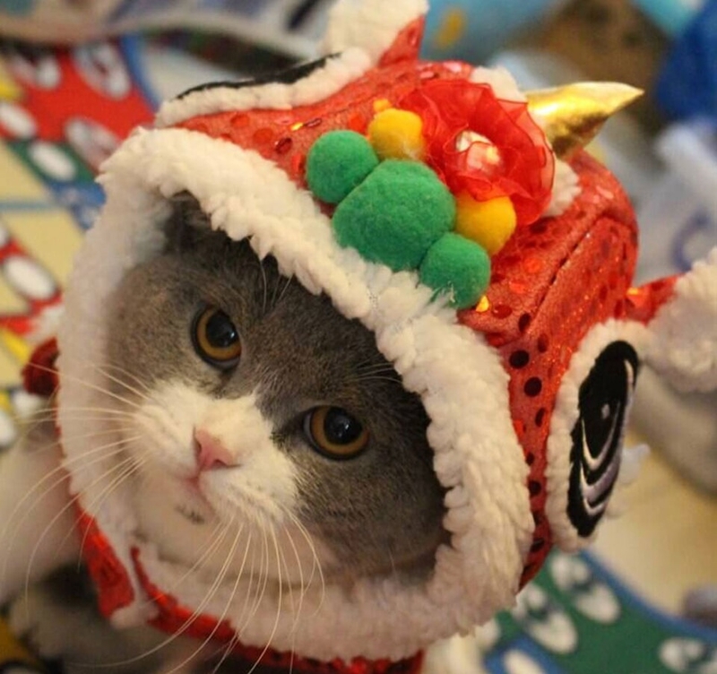 Tổng hợp những mẫu meme Tết thú vị và thịnh hành làm khuynh đảo cộng ...