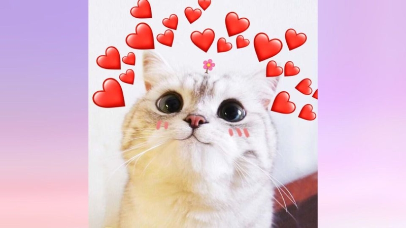 Meme thả tim thể hiện sự yêu thương quý mến của người gửi