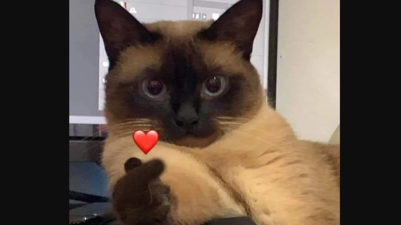 Meme thả tim thể hiện sự yêu thương quý mến của người gửi