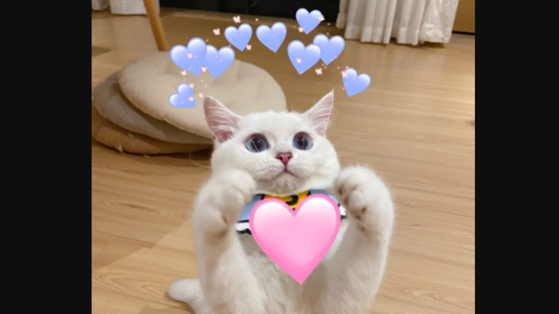 Meme thả tim thể hiện sự yêu thương quý mến của người gửi