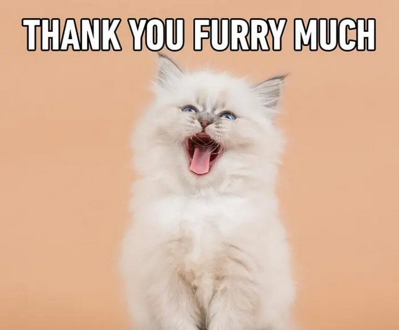 Tổng hợp những meme thank you thịnh hành để bạn tương tác trên mạng xã ...