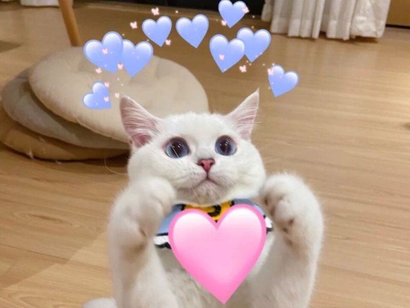 Những mẫu meme tình yêu siêu dễ thương dành cho couple, người dùng mạng ...