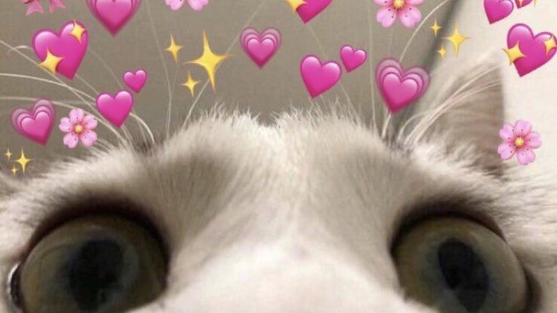 Mời bạn tải ngay các mẫu meme trái tim siêu đáng yêu, ấn tượng và hài ...