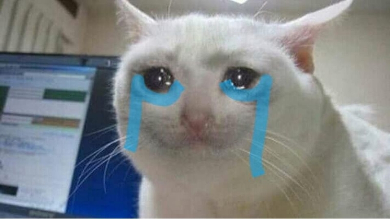 Meme xin lỗi được yêu thích nhất để xin tha thứ một cách đáng yêu