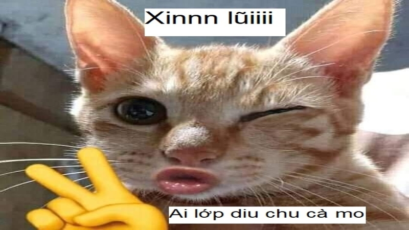 Meme xin lỗi được yêu thích nhất để xin tha thứ một cách đáng yêu