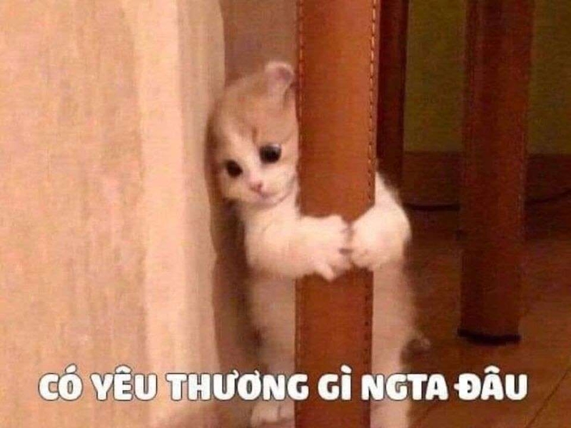 Gợi ý các mẫu meme yêu thương đáng yêu, hài hước giúp bạn truyền tải ...