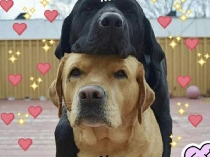 Gợi ý các mẫu meme yêu thương đáng yêu, hài hước giúp bạn truyền tải ...