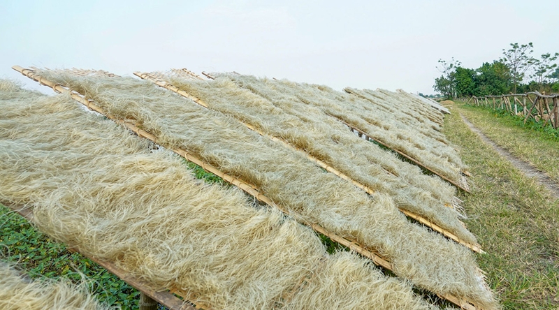 Miến dong là gì? Nguồn gốc và công dụng tuyệt vời loại thực phẩm này