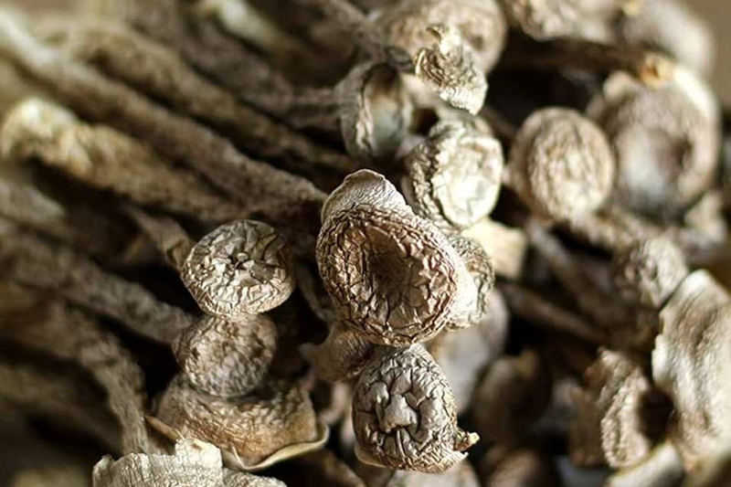 Nấm lộc nhung là gì? Tác dụng, cách dùng và những điều cần biết
