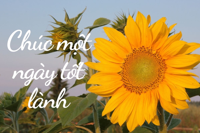 Những câu chúc hay và ý nghĩa nhất cho ngày mới nên lưu ngay