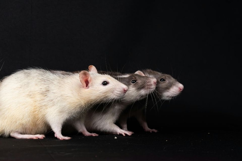Rat race là gì? Dấu hiệu để biết bạn đang mắc kẹt trong rat race