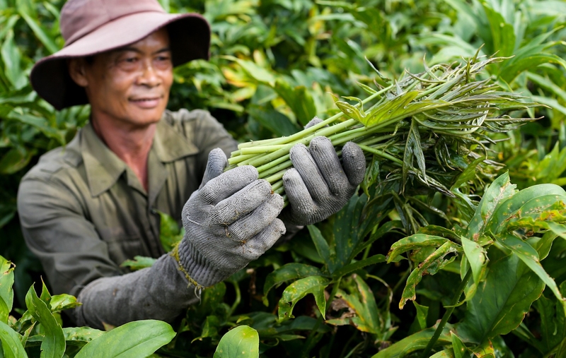 Rau móp chua: Nguồn gốc, công dụng và cách chế biến rau móp chua
