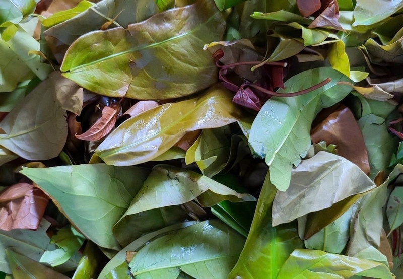 Rau nhíp – Đặc sản núi rừng Tây Nguyên với hương vị dân dã và nhiều ...