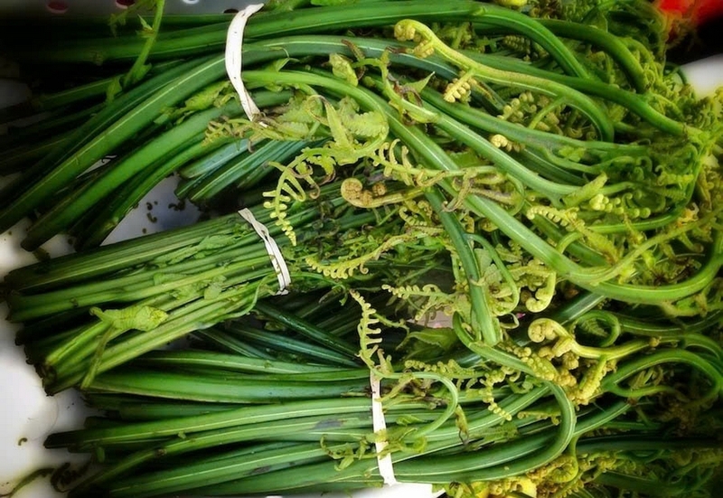 Tổng hợp 19 loại rau rừng hương vị đặc trưng, phổ biến nhất tại Việt Nam