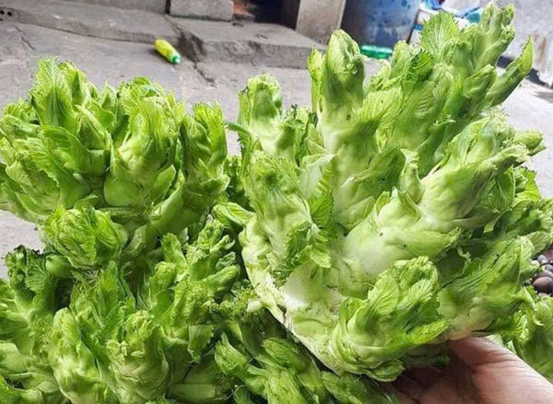 Tổng hợp 19 loại rau rừng hương vị đặc trưng, phổ biến nhất tại Việt Nam