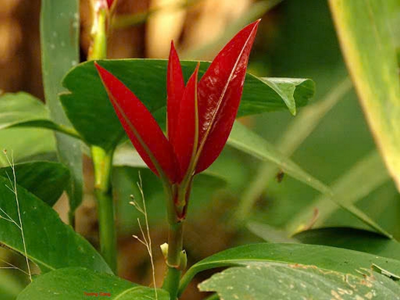 Tổng hợp 19 loại rau rừng hương vị đặc trưng, phổ biến nhất tại Việt Nam