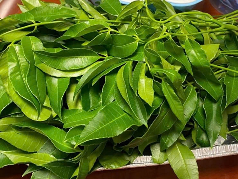 Tổng hợp 19 loại rau rừng hương vị đặc trưng, phổ biến nhất tại Việt Nam