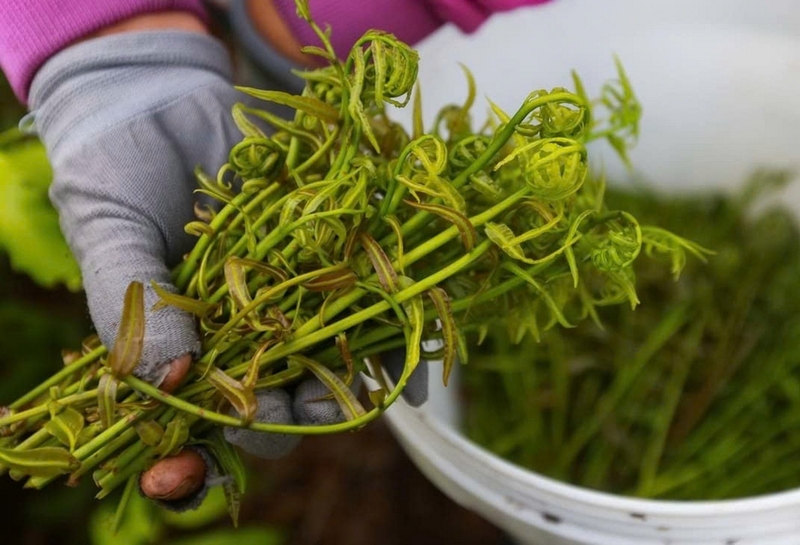 Tổng hợp 19 loại rau rừng hương vị đặc trưng, phổ biến nhất tại Việt Nam