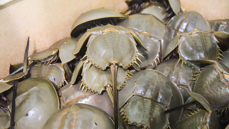 Gợi ý các món ăn ngon từ sam biển để chiêu đãi gia đình