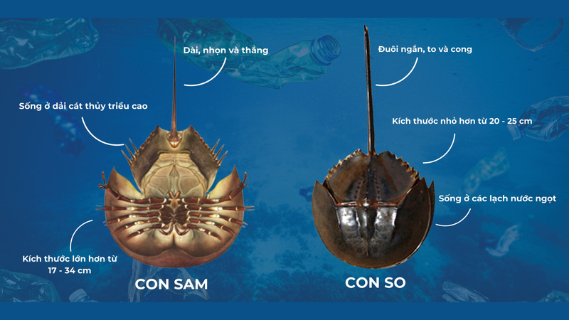 Gợi ý các món ăn ngon từ sam biển để chiêu đãi gia đình